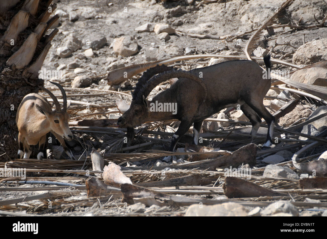 Pair of Nubian ibex, Capra nubiana, in heat, Ein Gedi nature reserve ...