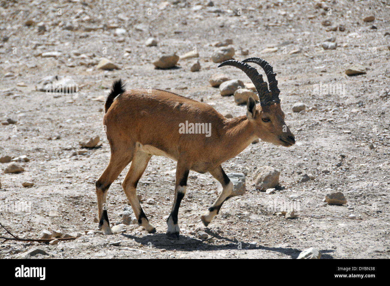 Ein animal hi-res stock photography and images - Alamy