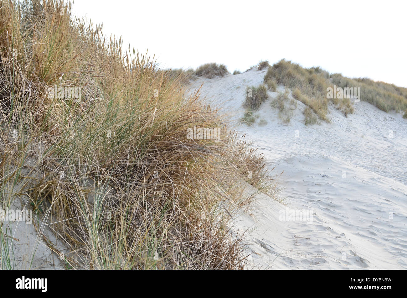 Dunes, beach and sea in Renesse, Zeeland, Netherlands Stock Photo - Alamy