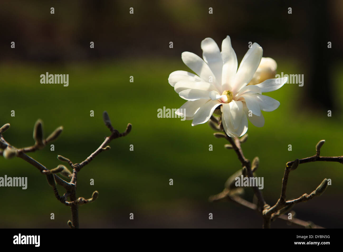 Blossom theme hi-res stock photography and images - Alamy