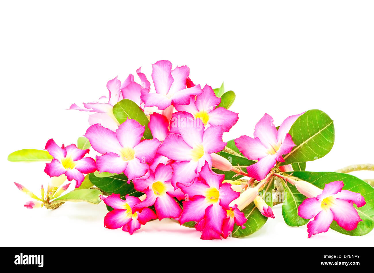 Desert rose hi-res stock photography and images - Alamy