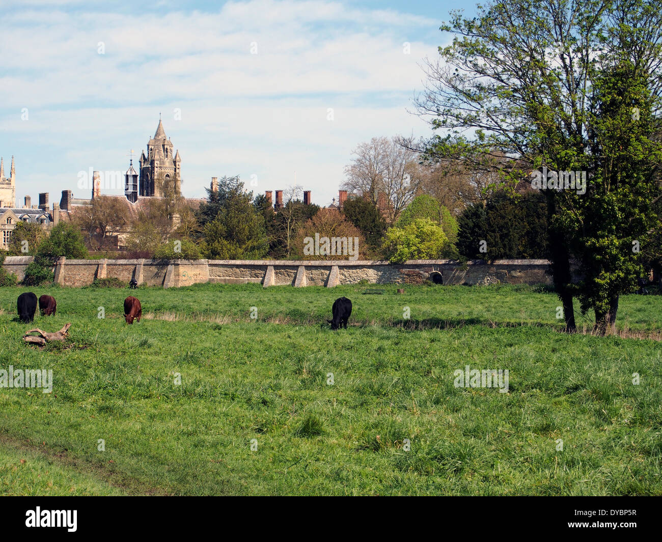 Cattle grazing on Coe Fen in central Cambridge with historic colleges ...