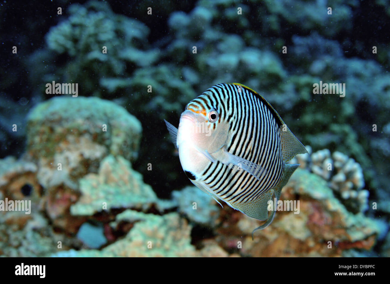 Zebra angelfish, Geniacanthus caudovittatus, male, Gulf of Aqaba, Red ...