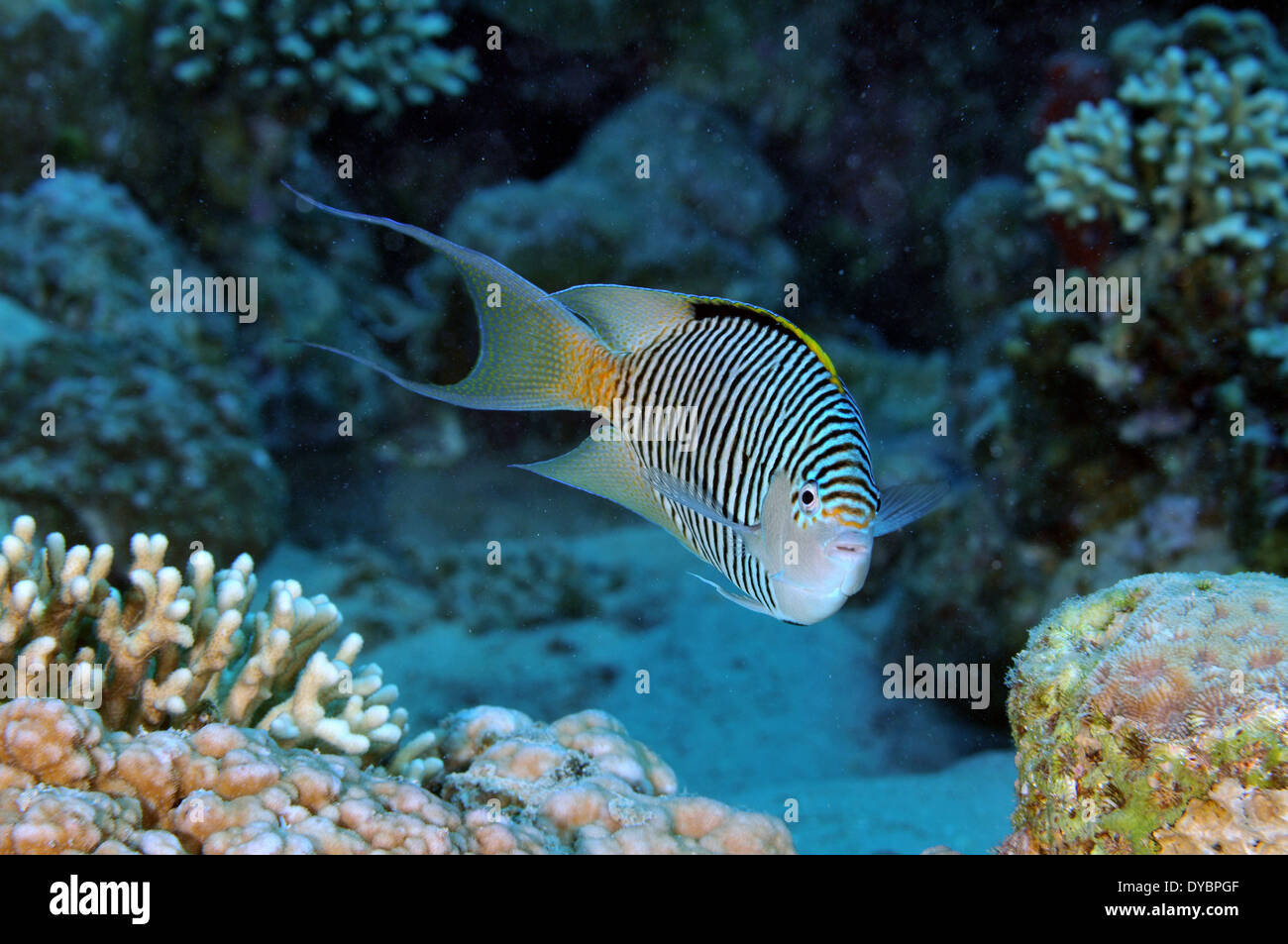 Zebra angelfish hi-res stock photography and images - Alamy