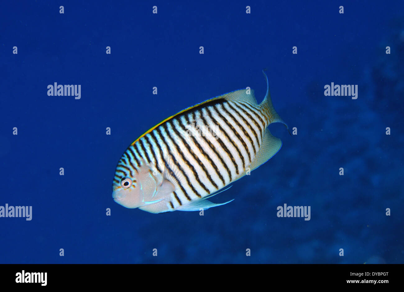 Zebra fish hi-res stock photography and images - Alamy