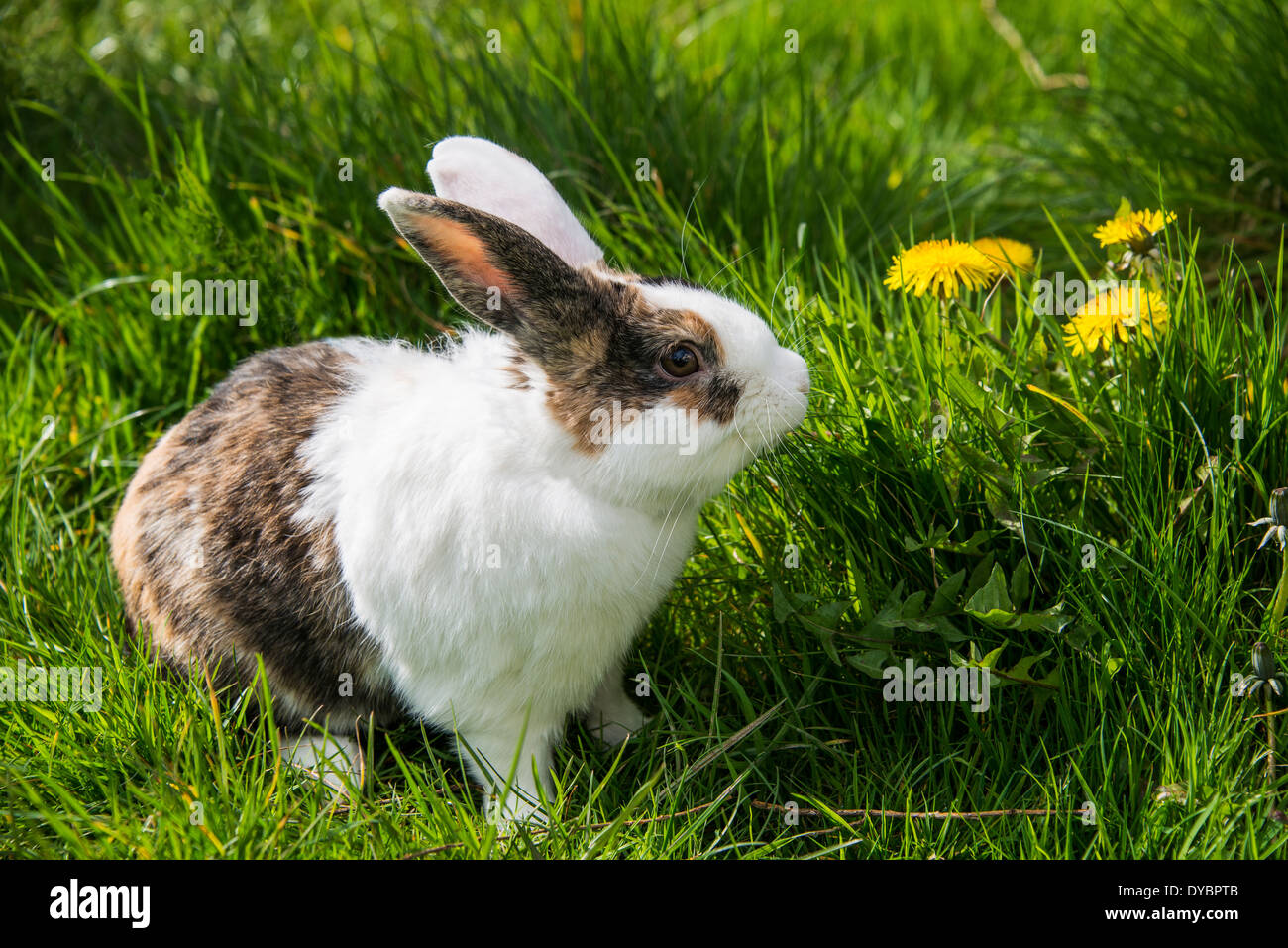 Rabbit on the grass hi-res stock photography and images - Alamy