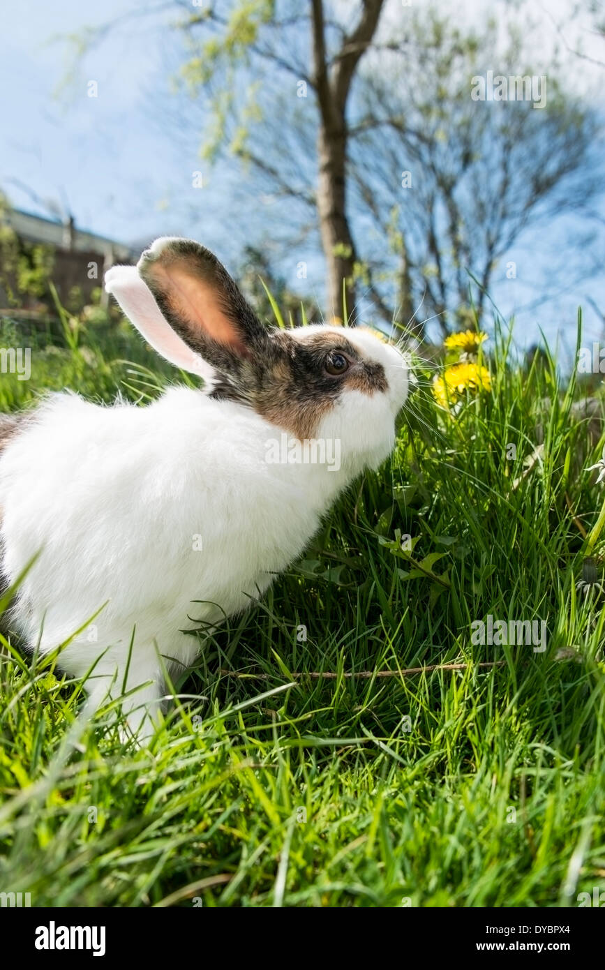 Rabbit on the grass hi-res stock photography and images - Alamy