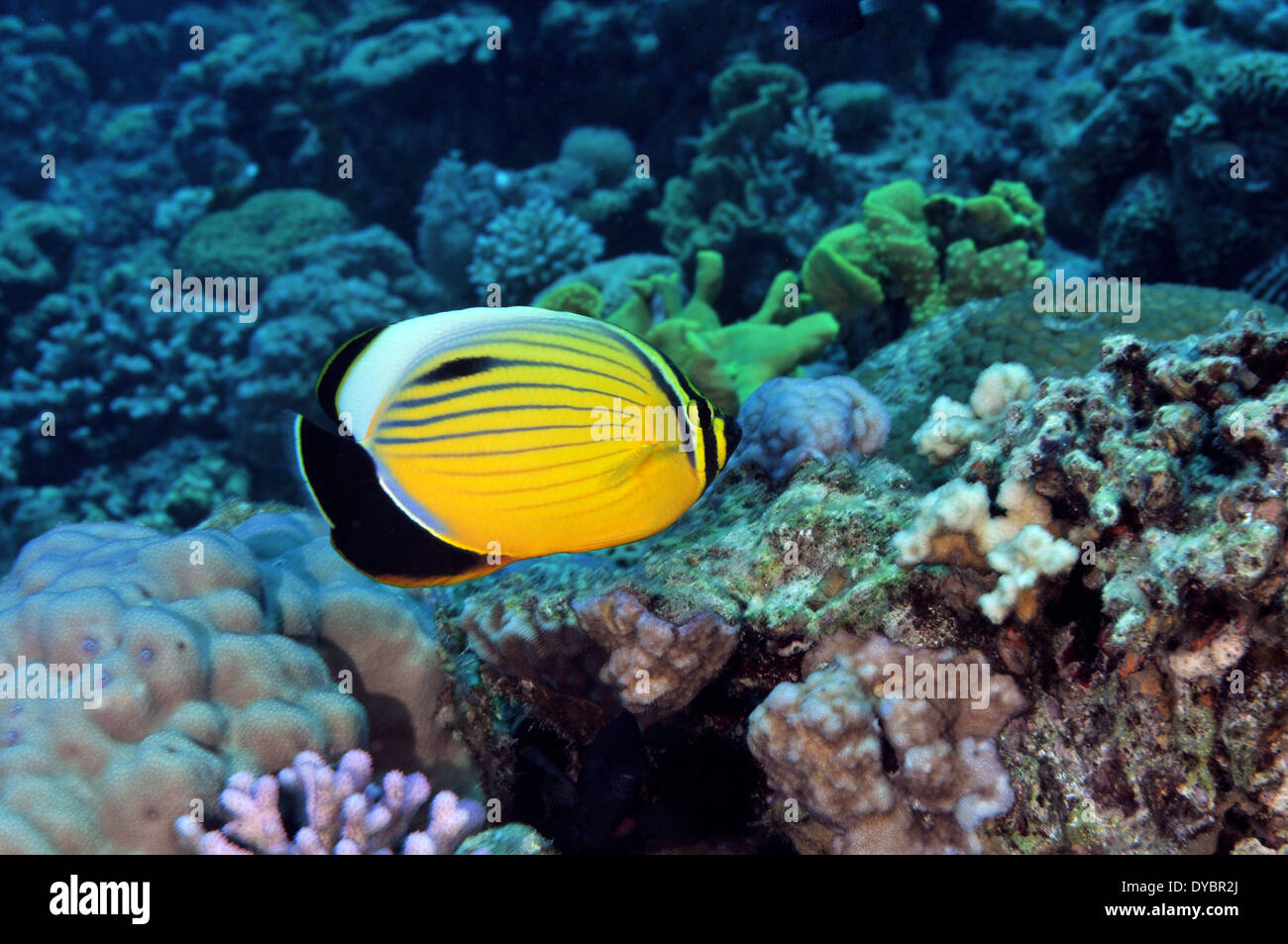 Exquisite butterflyfish, Chaetodon austriacus, Gulf of Aqaba, Red Sea ...