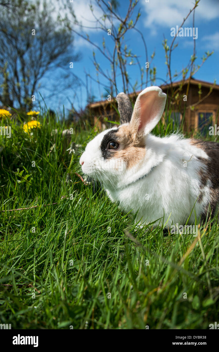 Rabbit on the grass hi-res stock photography and images - Alamy