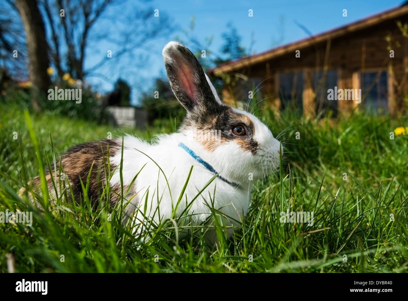 Rabbit on the grass hi-res stock photography and images - Alamy