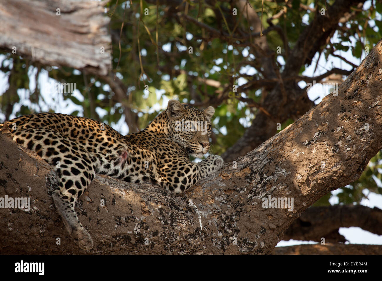 Leopard reclining on a tree branch, a circular wound can be seen on its ...