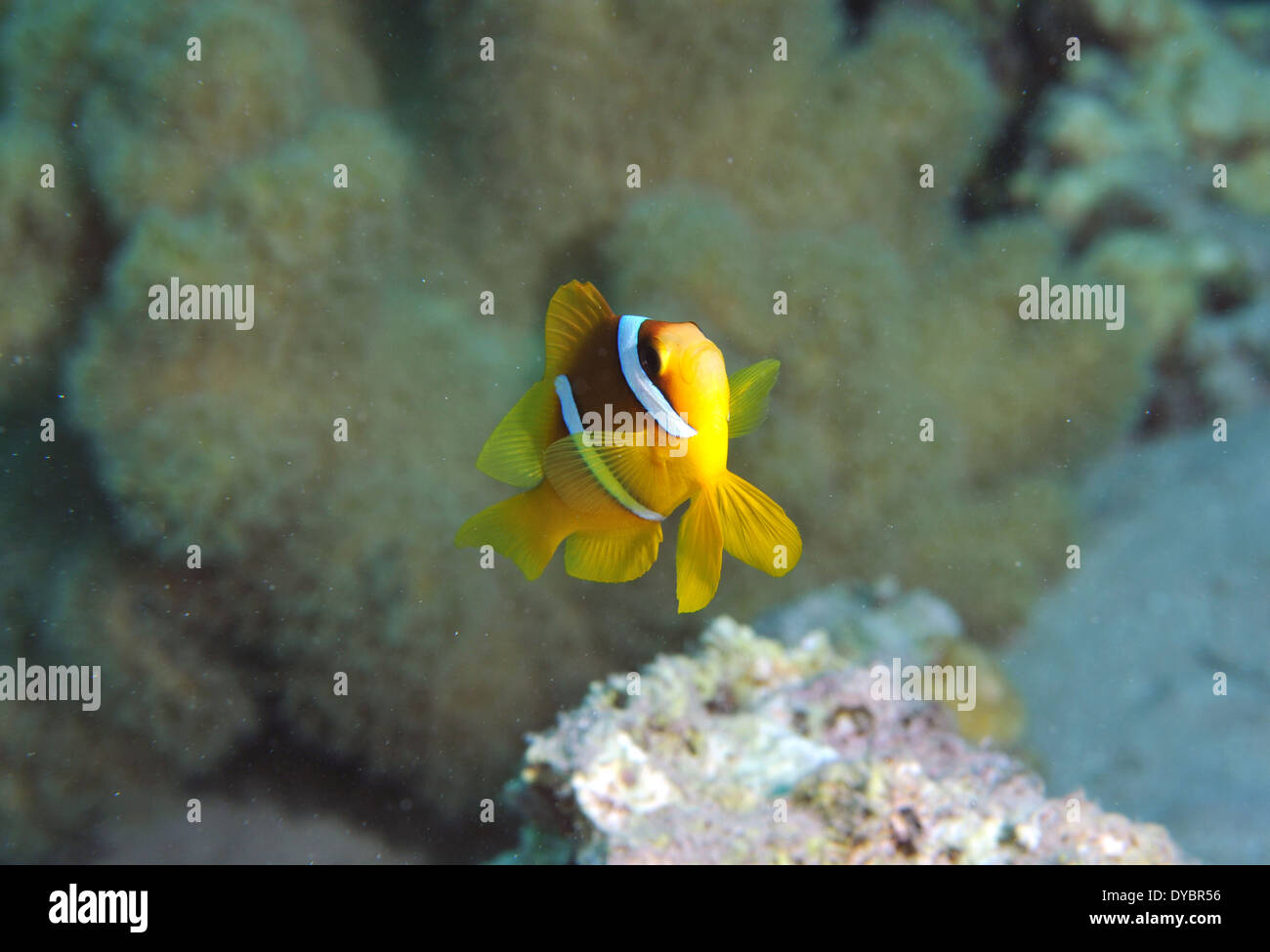 Jordan Fish High Resolution Stock Photography and Images - Alamy