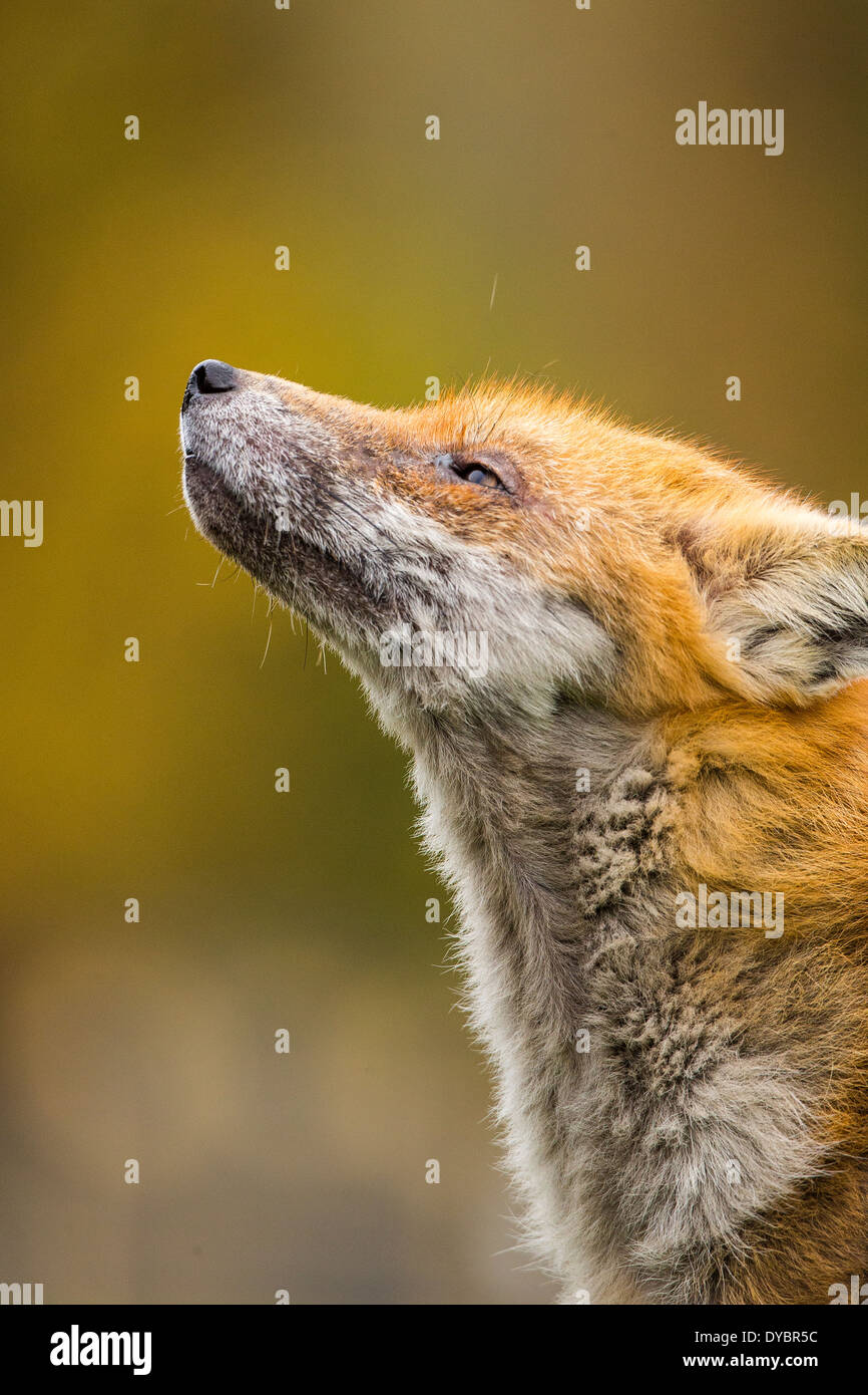 Fox mange hi-res stock photography and images - Alamy