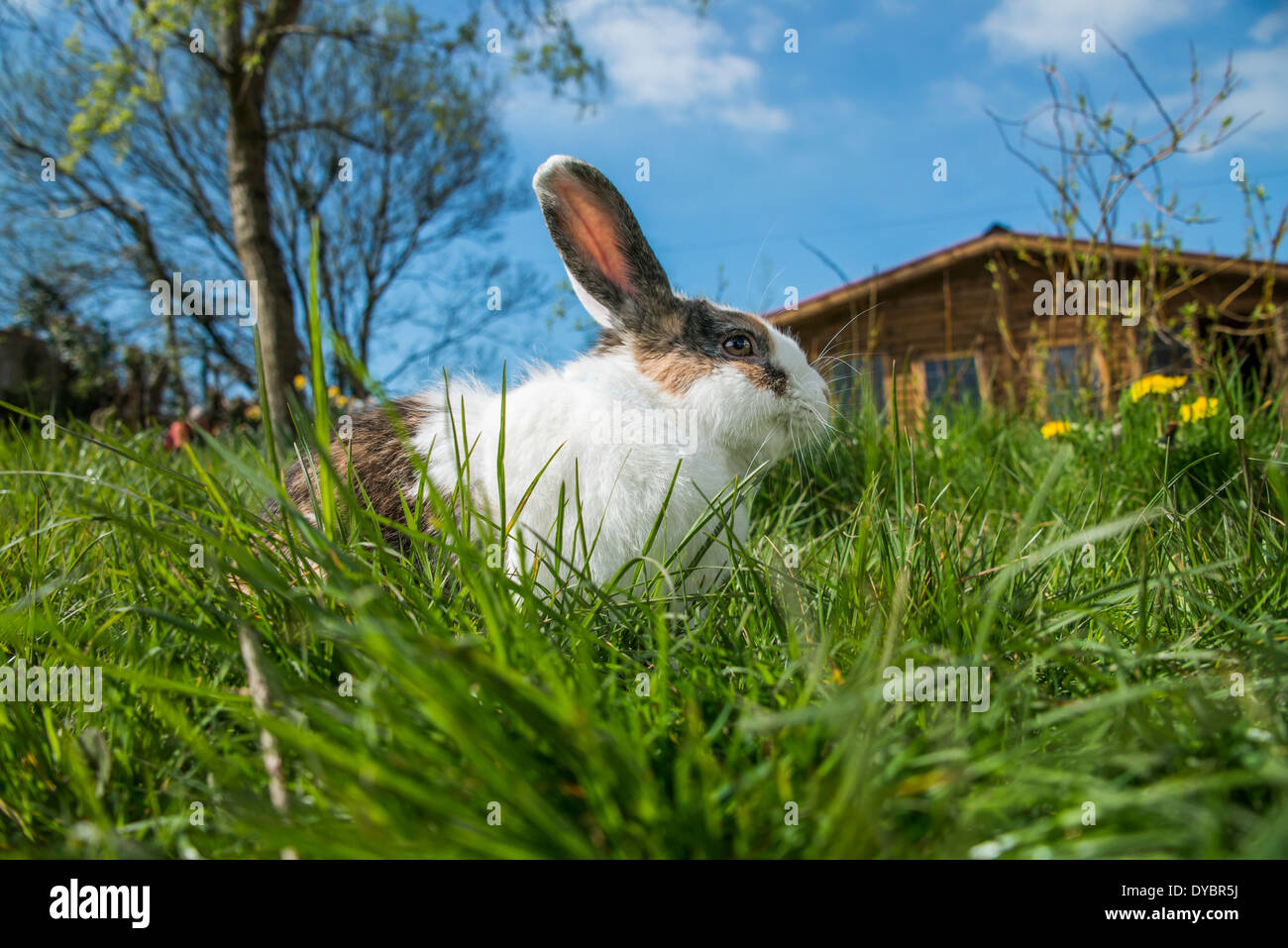 Rabbit on the grass hi-res stock photography and images - Alamy