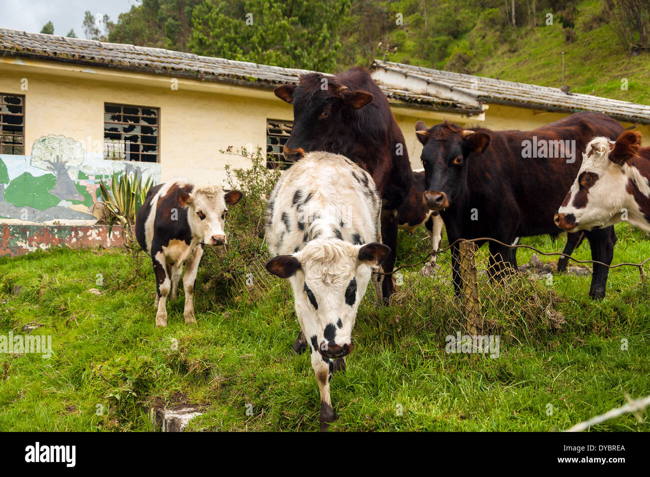 Agriculture beef colombia hi-res stock photography and images - Alamy