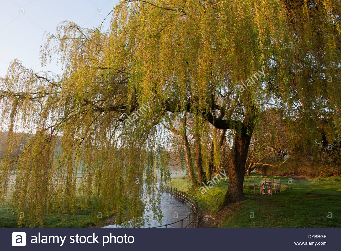 Weeping Willow Tree Stock Photos & Weeping Willow Tree Stock Images - Alamy