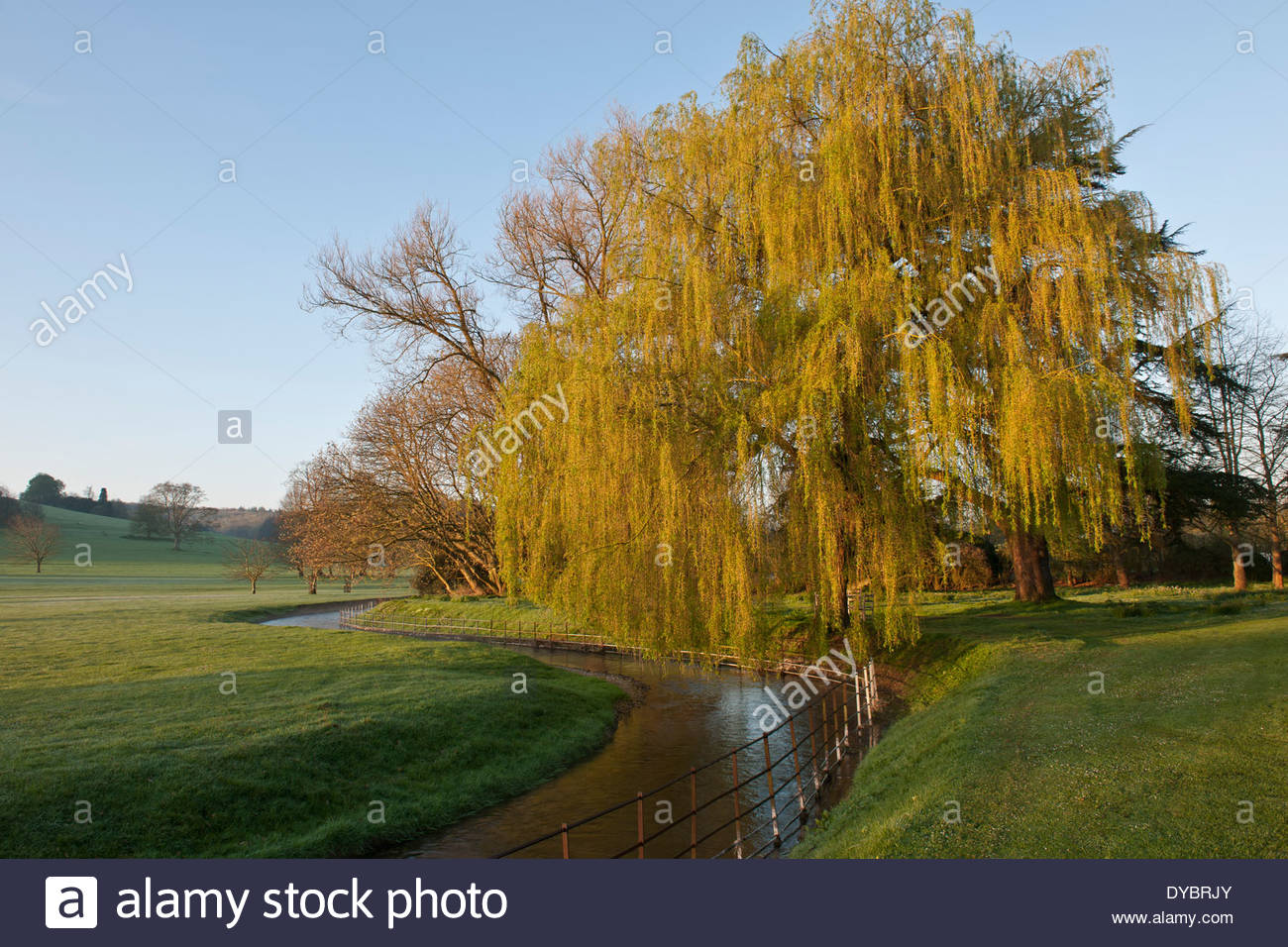 Weeping Willow Tree Stock Photos & Weeping Willow Tree Stock Images - Alamy