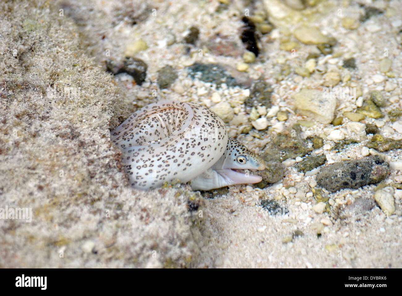 Peppered moray eel, Gymnothorax pictus, tide pool in Nukuhione islet ...