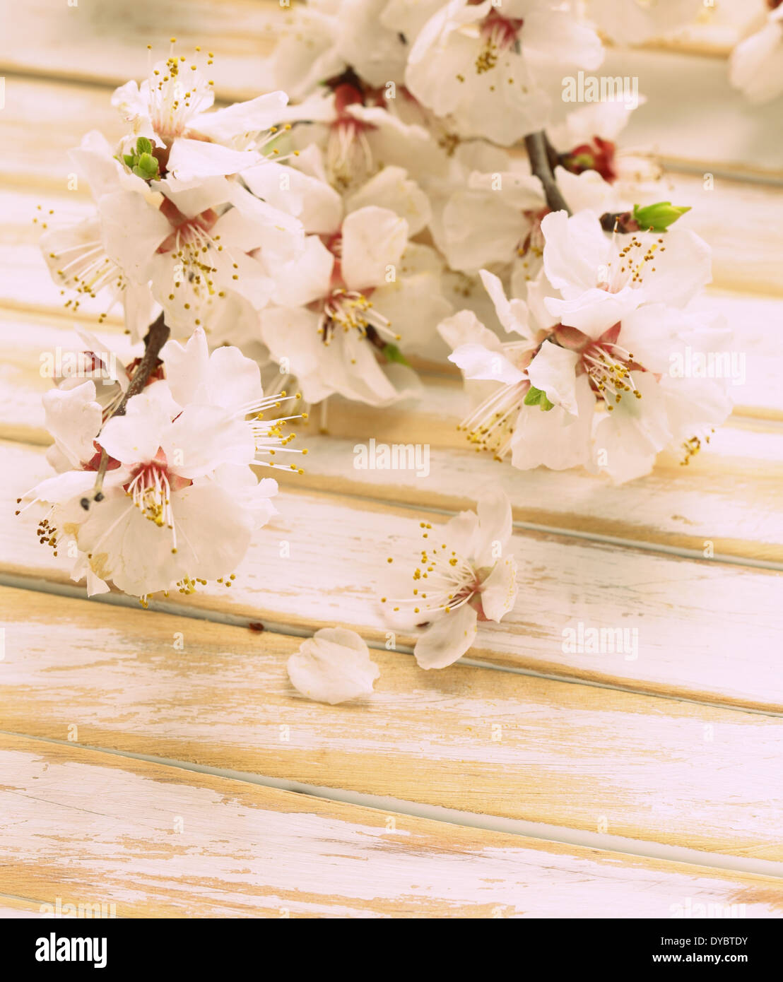 Cherry apple tree hi-res stock photography and images - Alamy