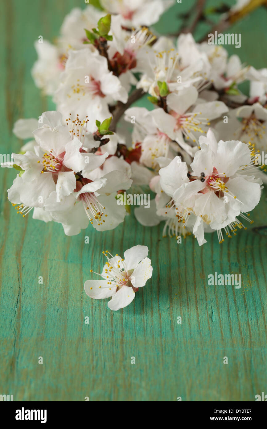 Cherry apple tree hi-res stock photography and images - Alamy