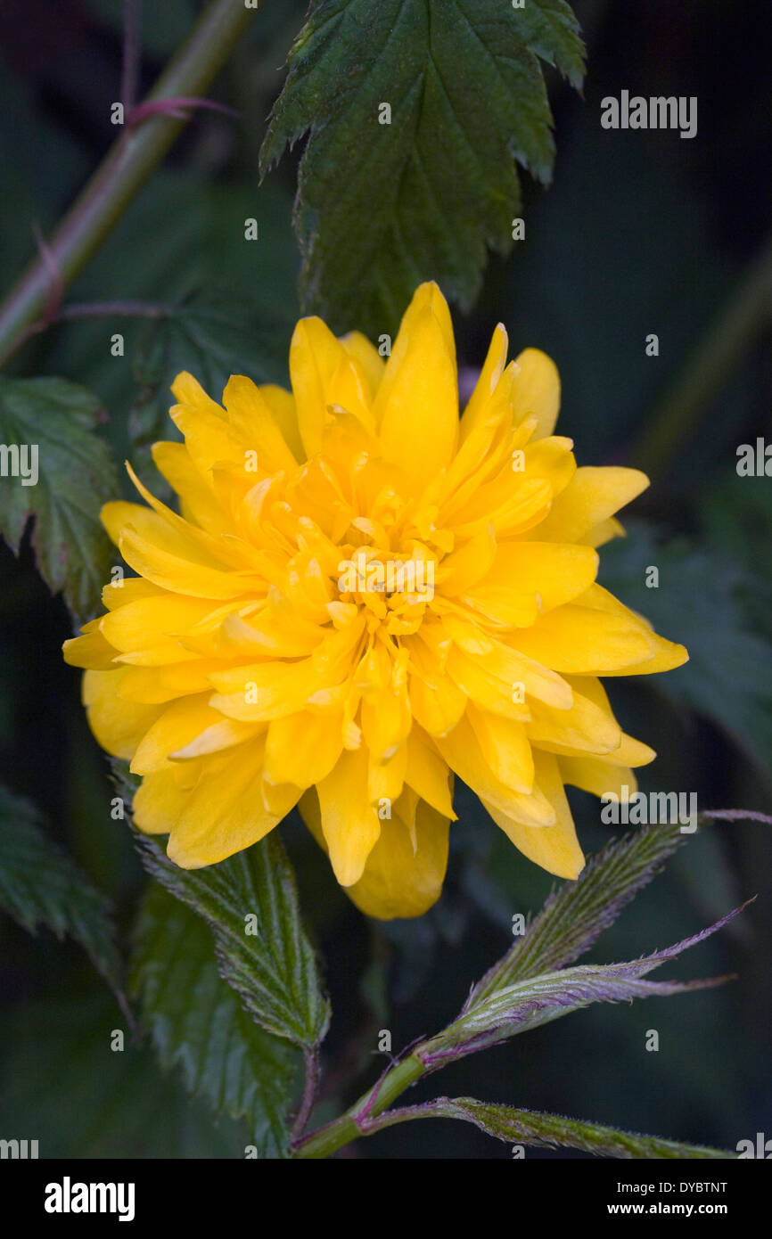 Kerria japonica hi-res stock photography and images - Alamy
