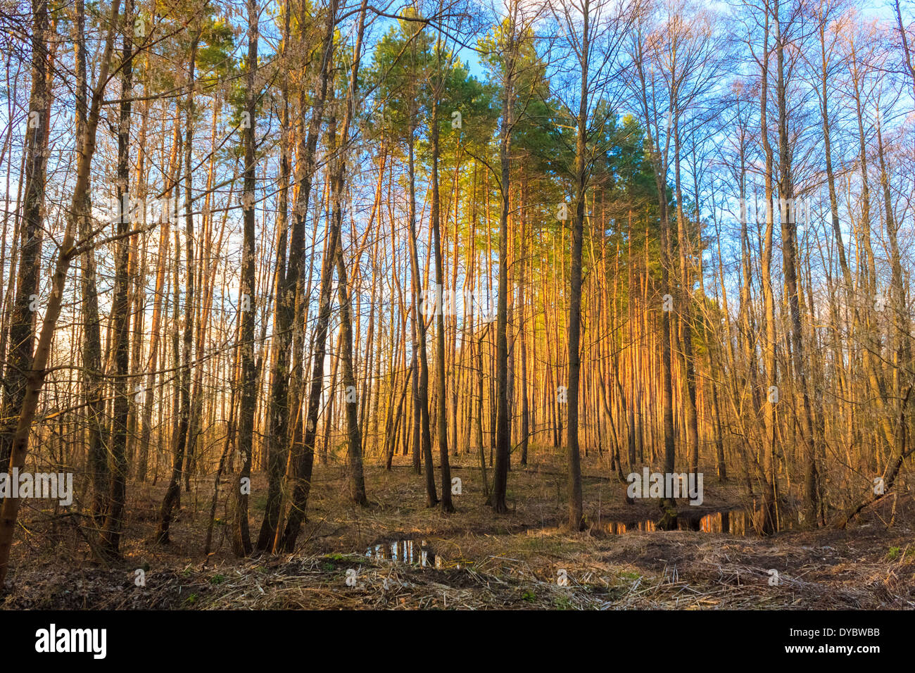 Spring Nature. Beautiful Landscape. Tranquil Background Trees In Spring ...