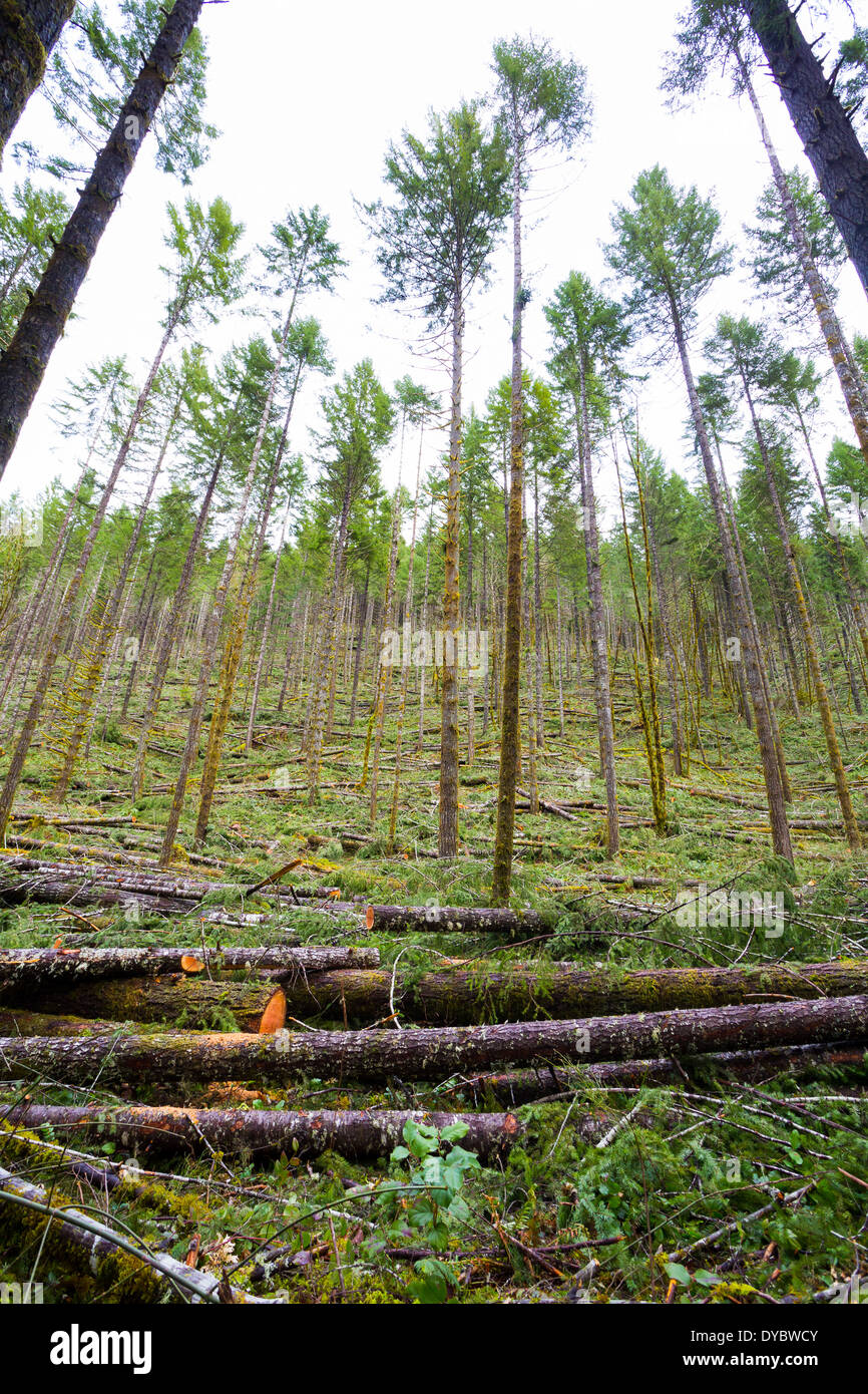 Tree thinning hi-res stock photography and images - Alamy