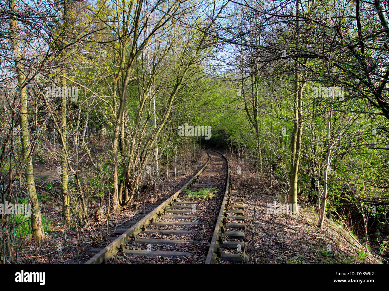 Railroad tracks between trees Stock Photo - Alamy
