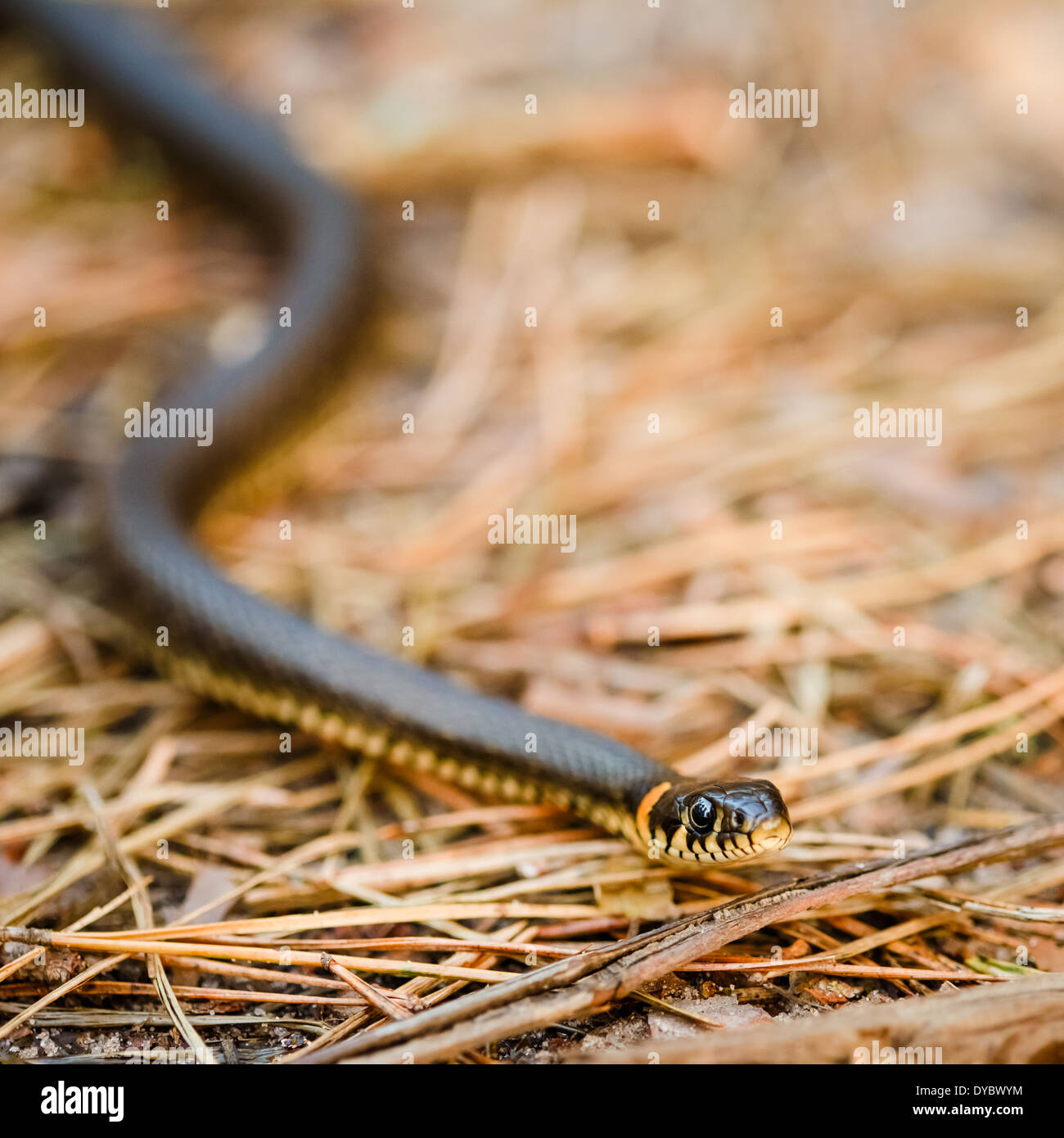Grass Snake (Natrix natrix) adder head raising defensiveness in forest ...