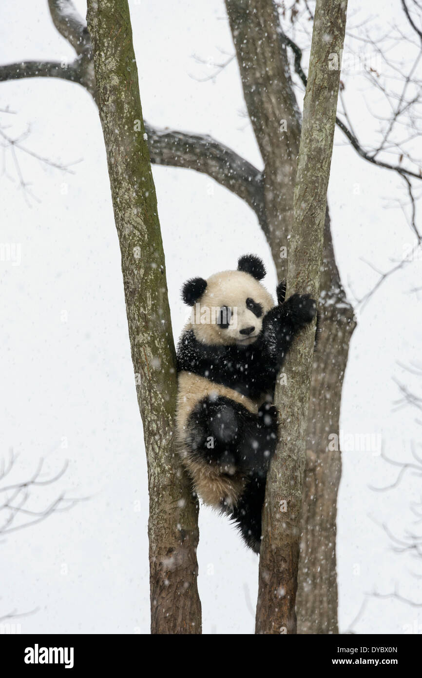 Panda Tree Snow
