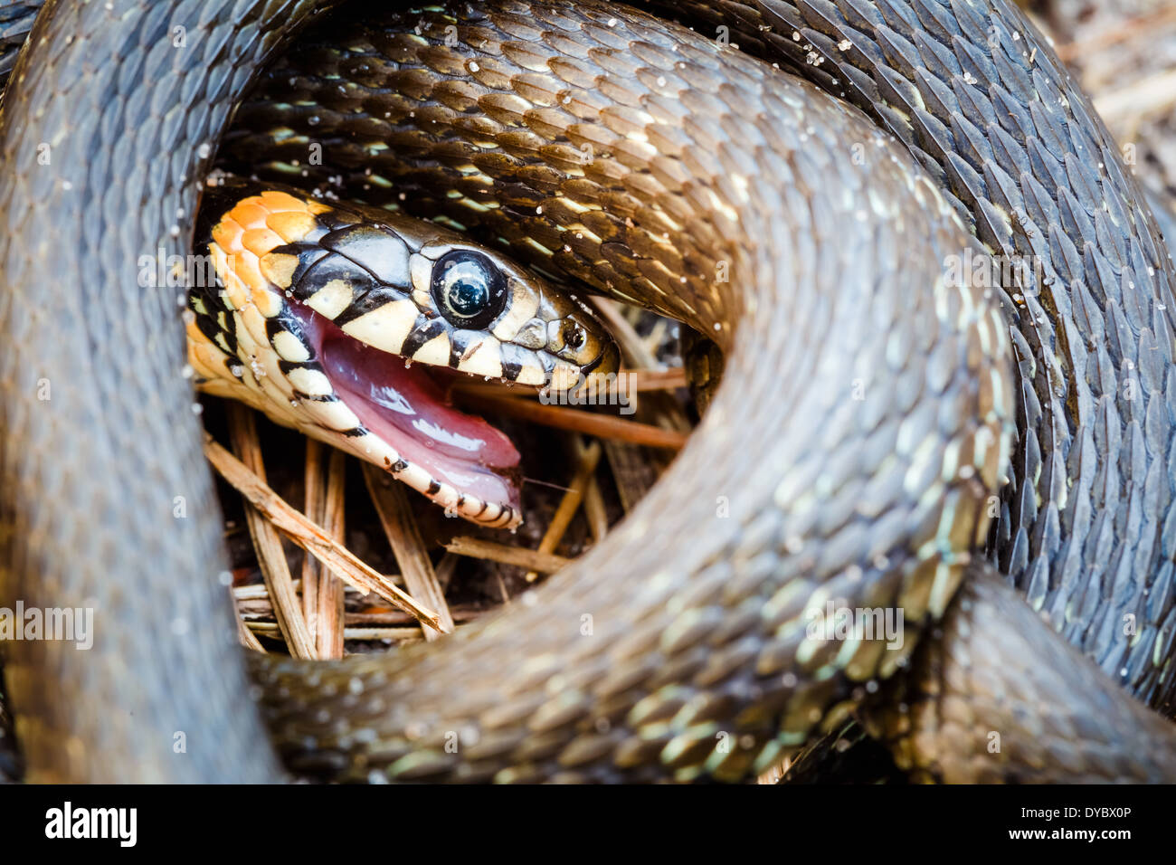 Grass Snake (Natrix natrix) adder head raising defensiveness in forest ...