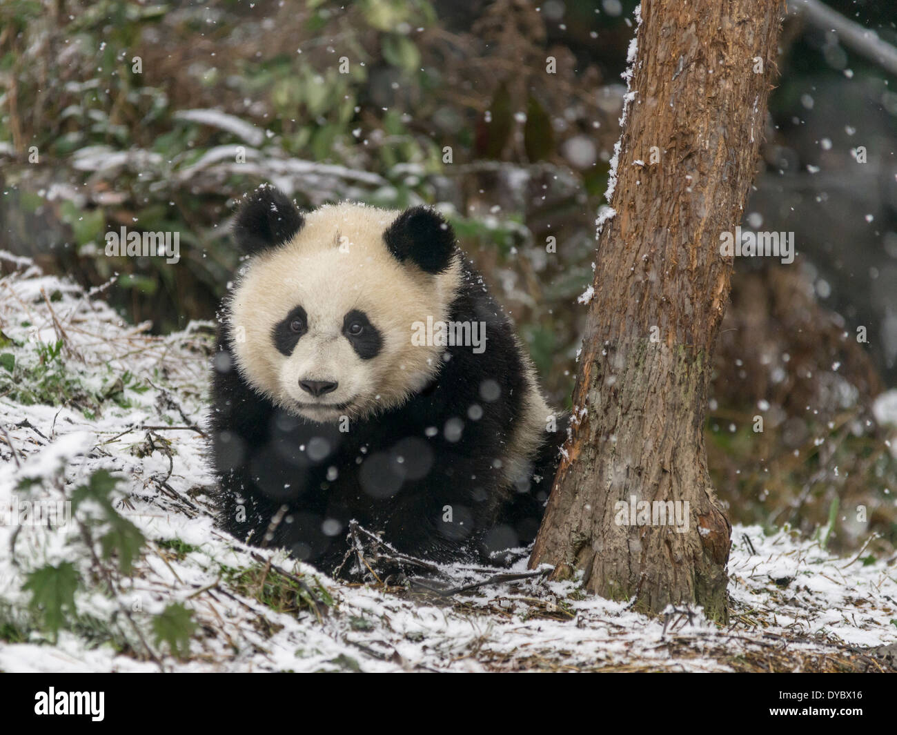 Panda in the snow hi-res stock photography and images - Alamy