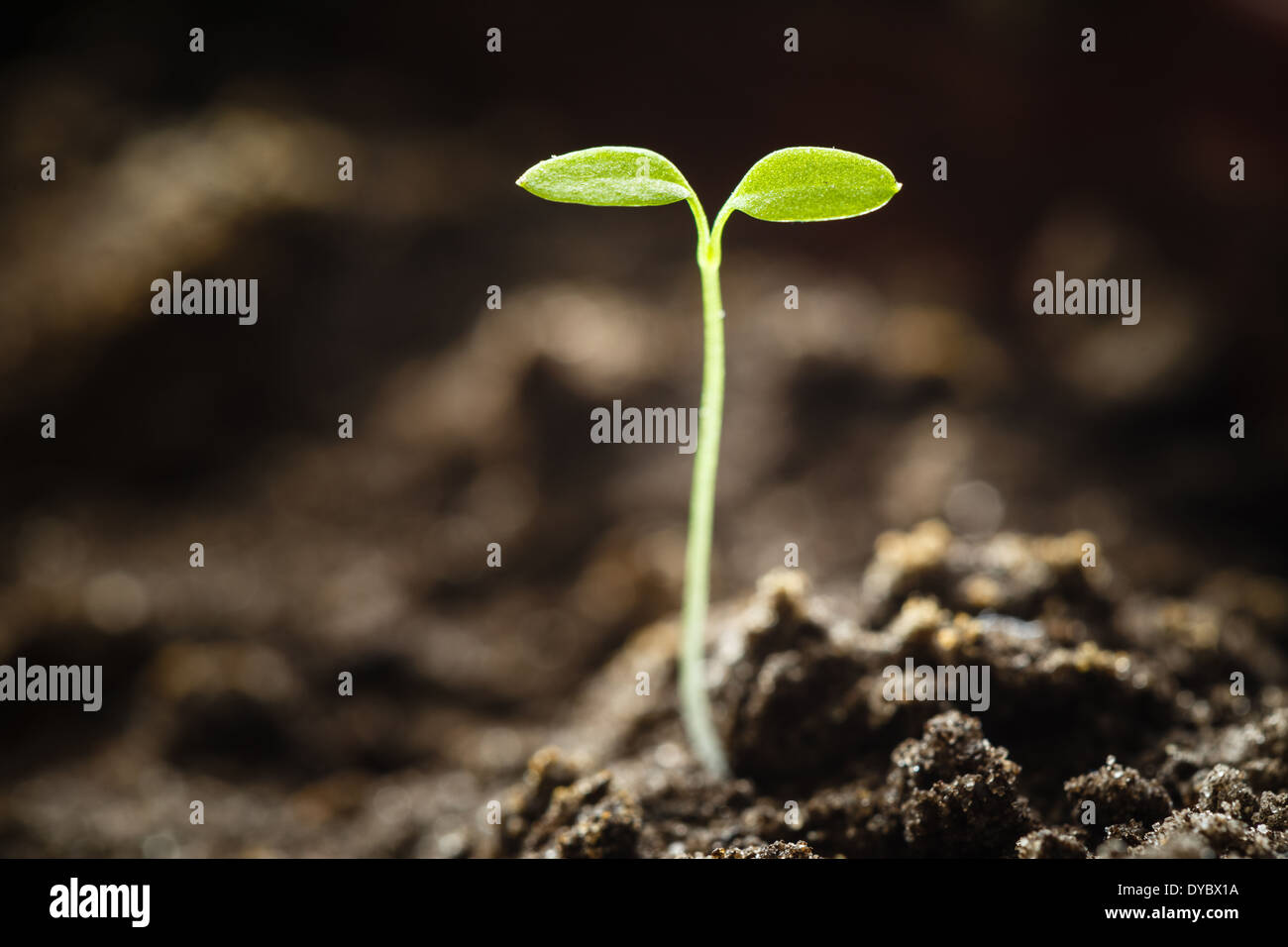 Green sprout growing from seed. Spring symbol, concept of new life ...