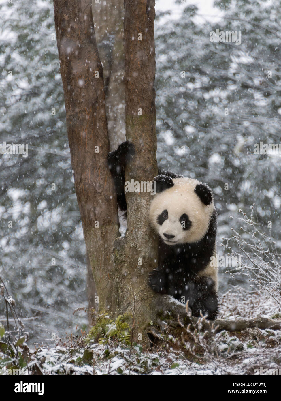 Young panda grabbing tree in a snow storm, Bi Feng Xia gorge, Ya'an ...