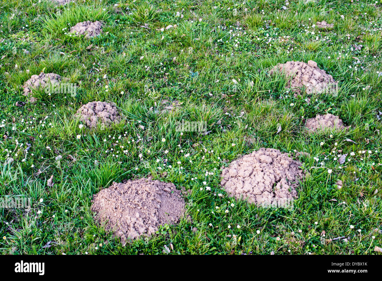 Molehill green hi-res stock photography and images - Alamy
