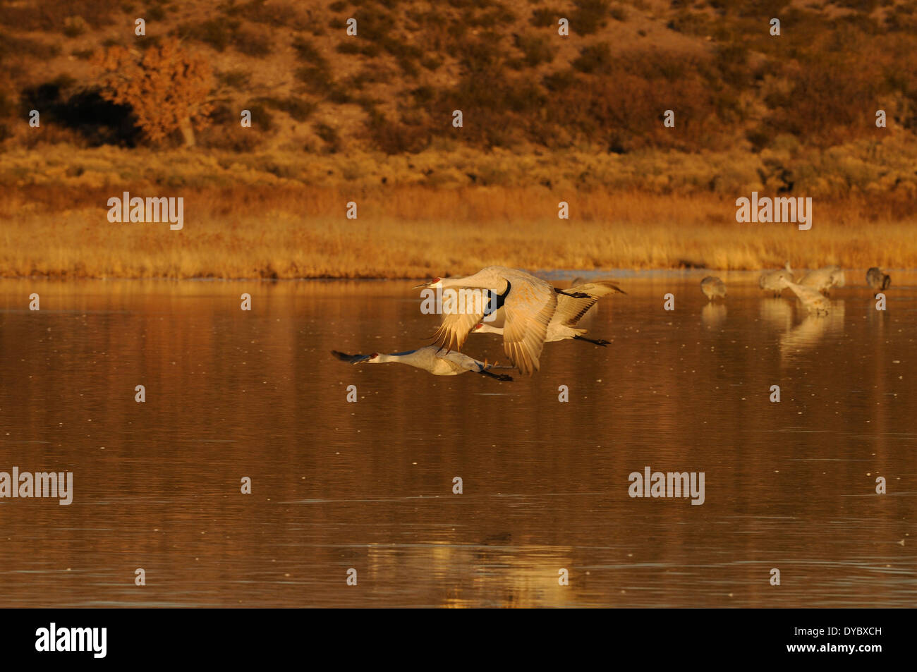 Sandhill Cranes flying over the water at Bosque Del Apache National ...