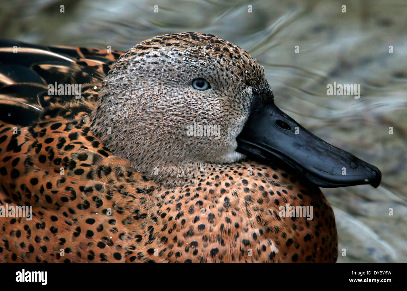 Male Red Shoveler (Anas platalea) close-up, a dabbling ducks species ...