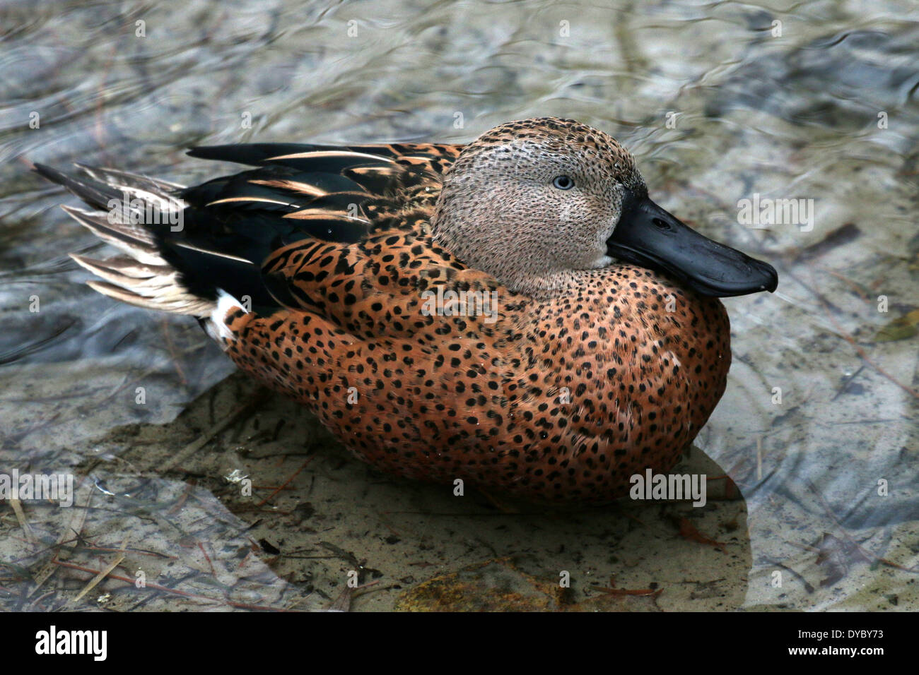 Male Red Shoveler (Anas platalea) close-up, a dabbling ducks species ...
