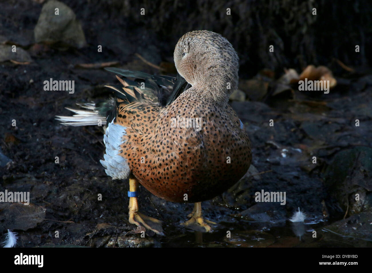 Red shoveler duck cleaning feathers hi-res stock photography and images ...