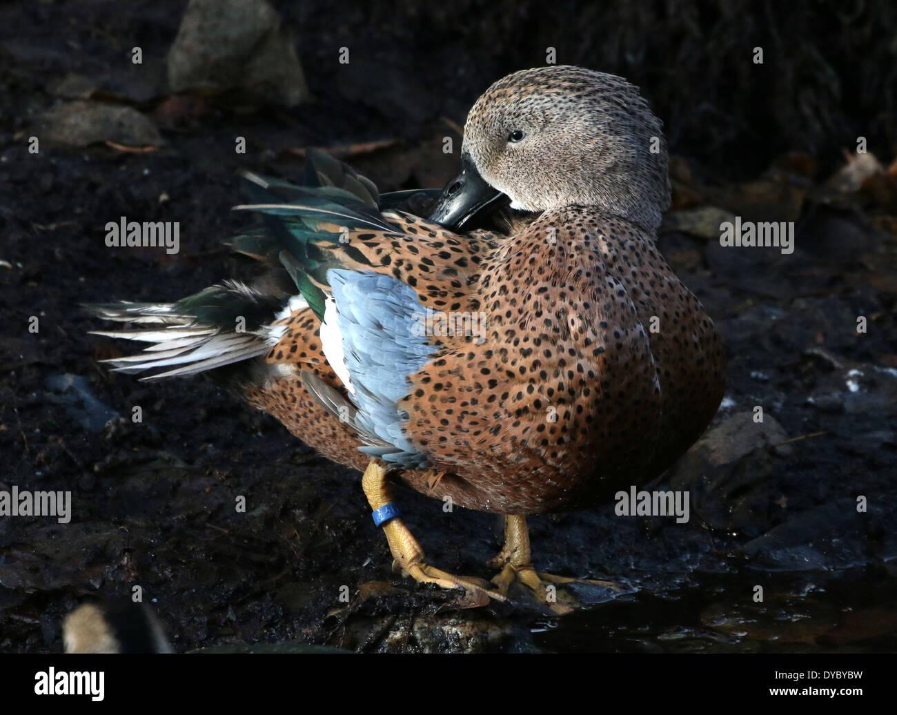 Red shoveler hi-res stock photography and images - Alamy