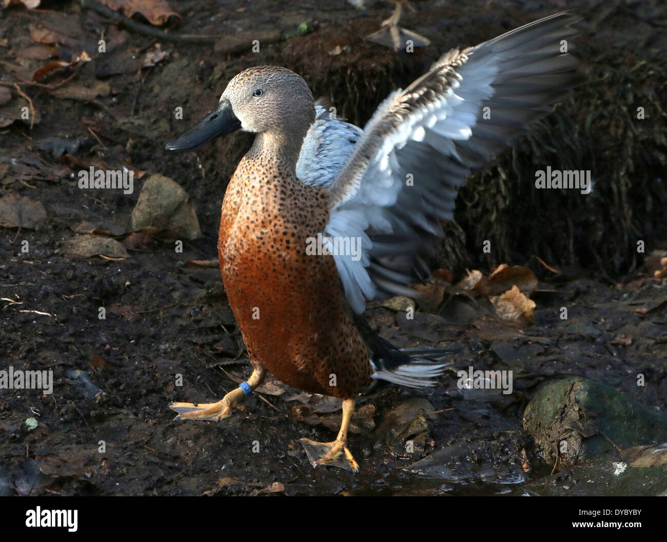 Red shoveler duck cleaning feathers hi-res stock photography and images ...