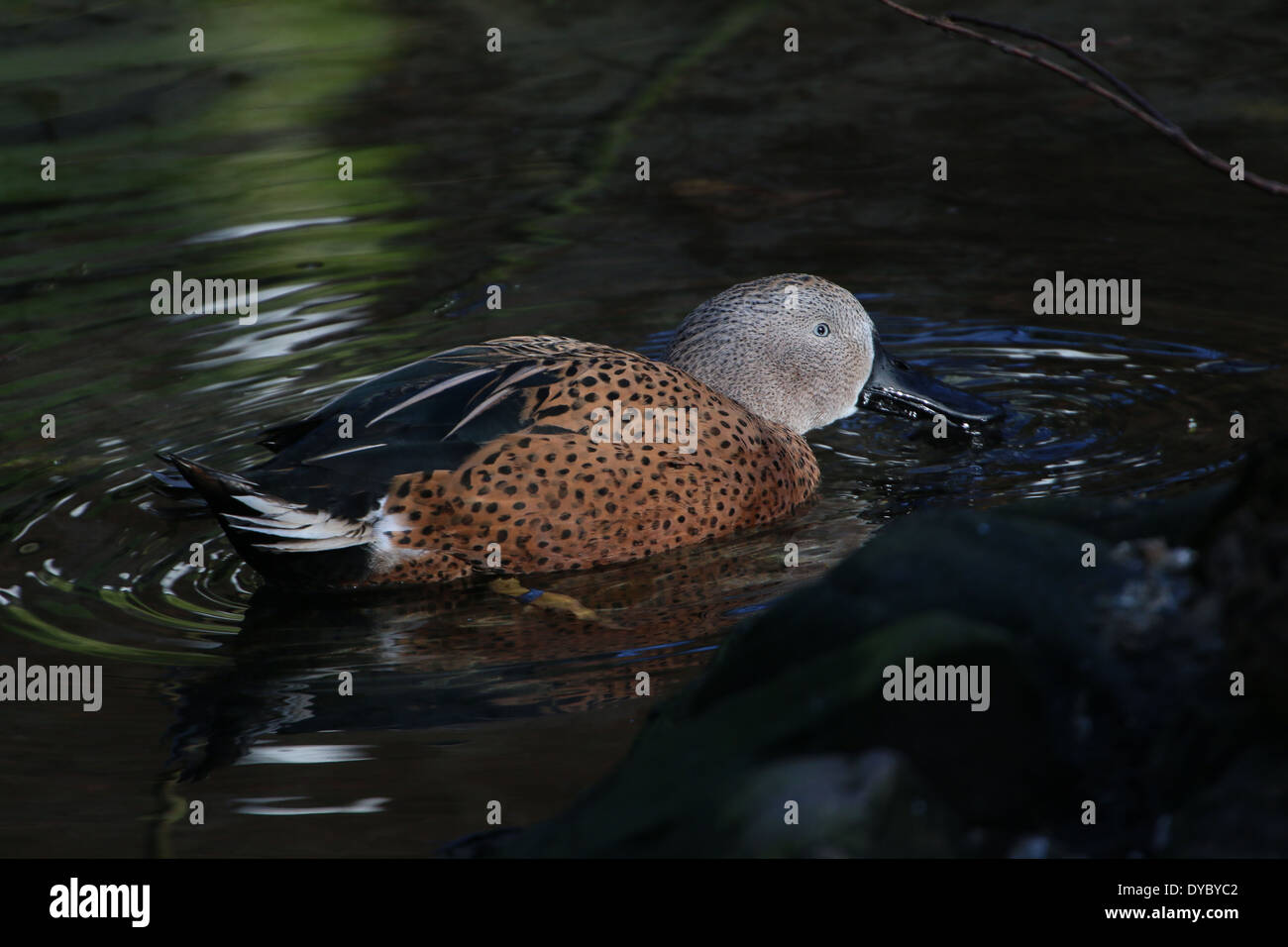 Pico sudamericano hi-res stock photography and images - Alamy