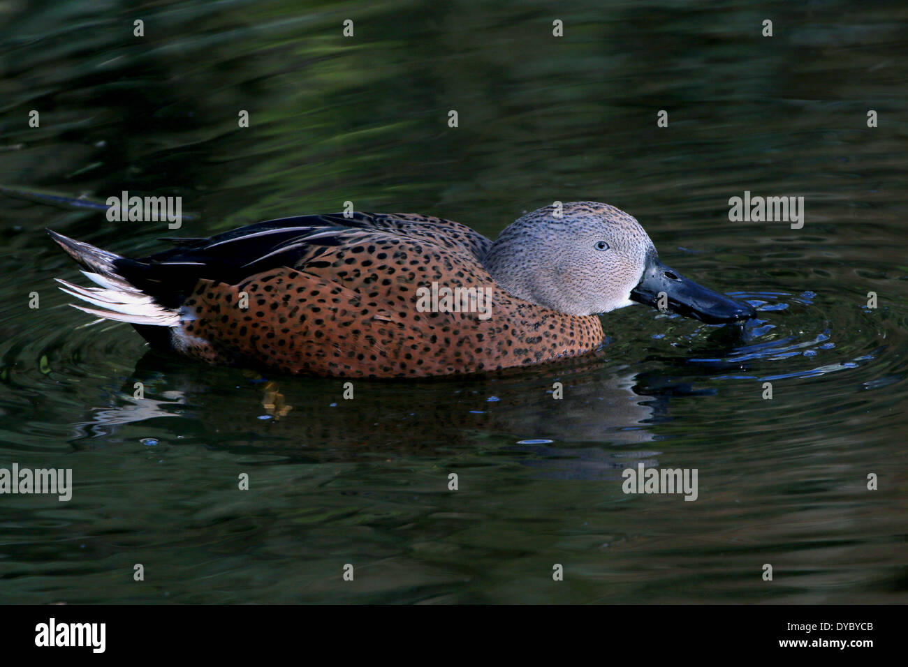 Argentine lake duck hi-res stock photography and images - Alamy