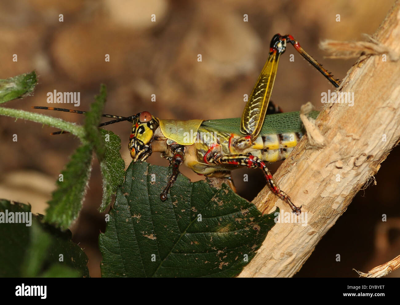 Zonocerus variegatus hi-res stock photography and images - Alamy