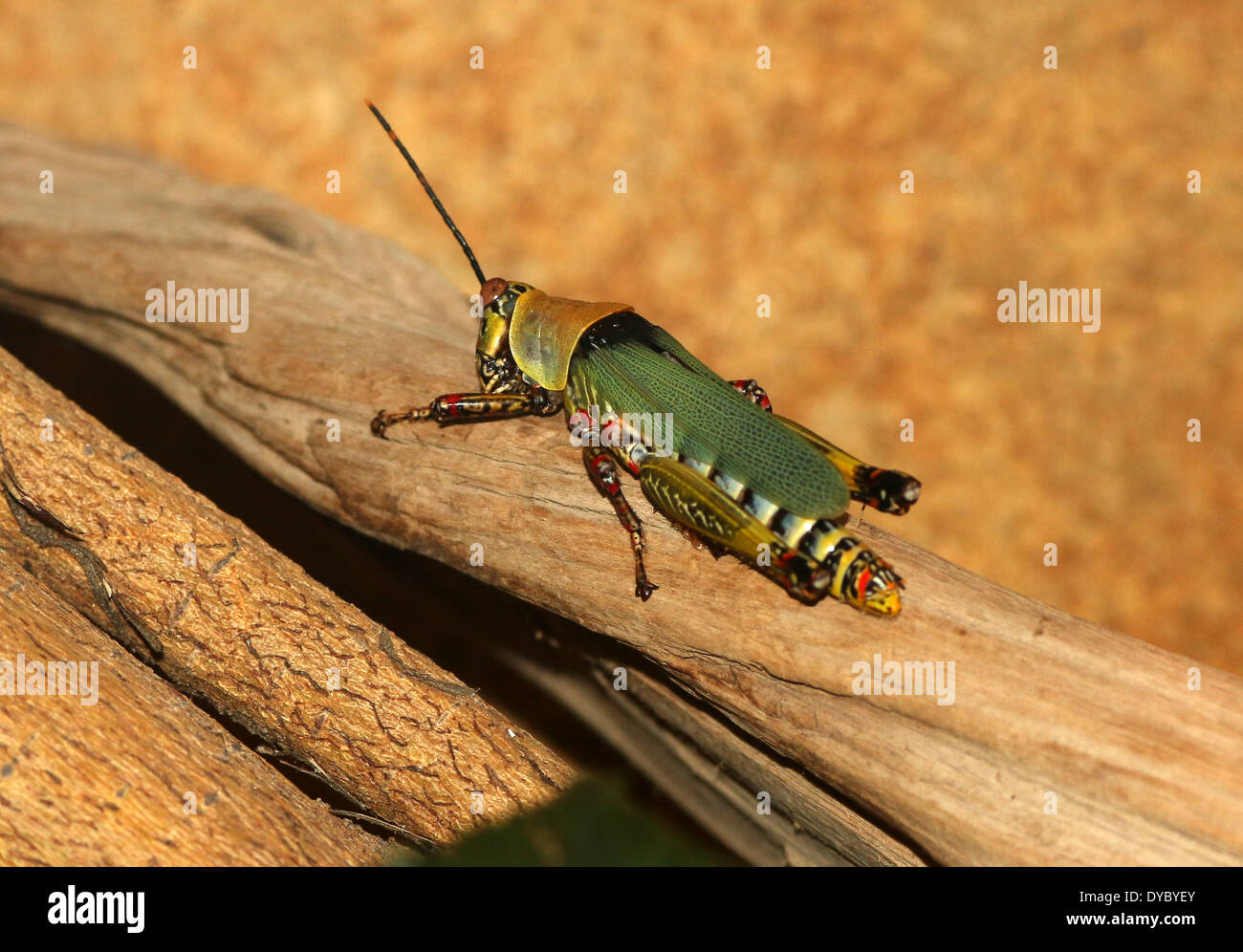 African Variegated Grasshopper (Zonocerus variegatus) close-up Stock ...