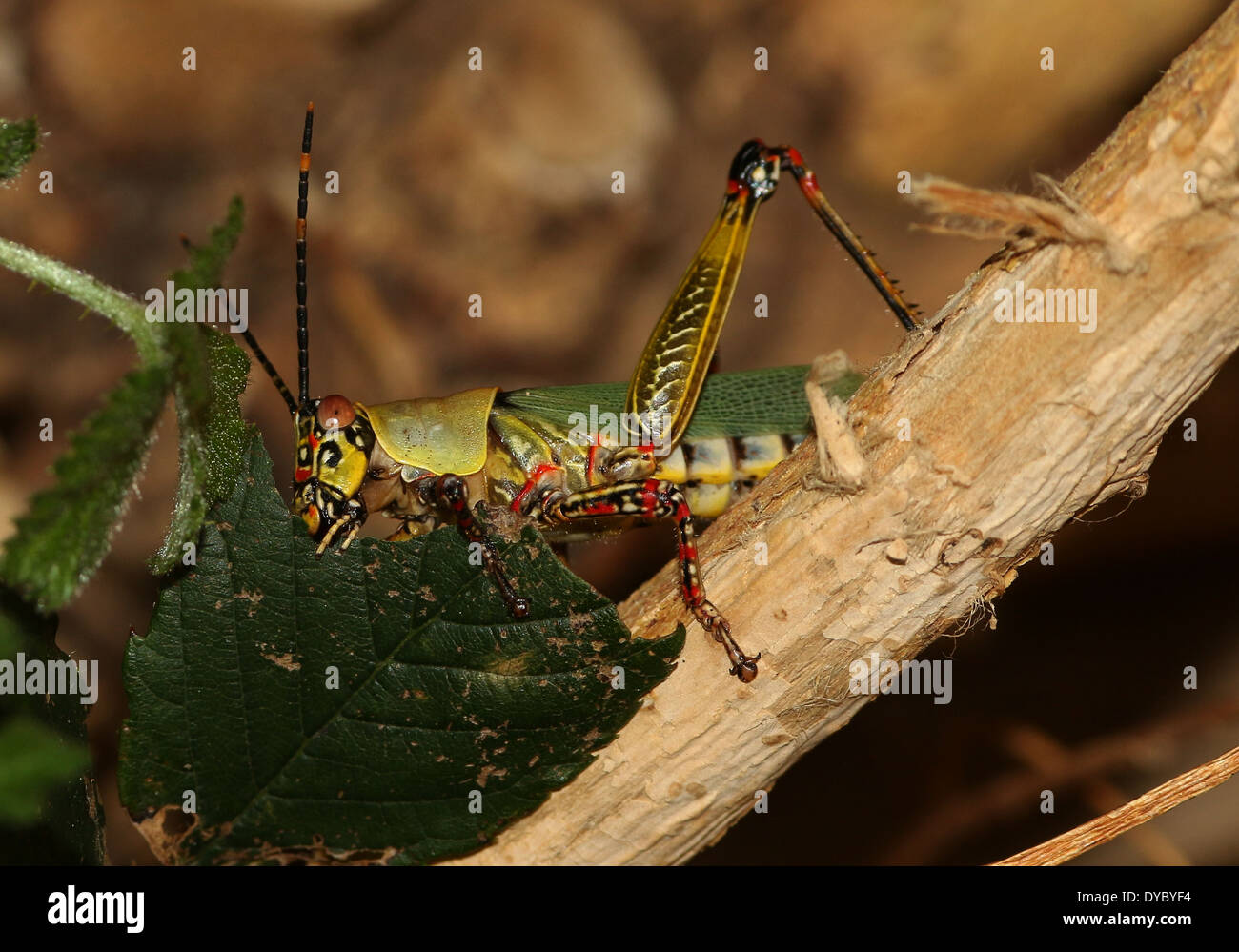 Variegated grasshopper hi-res stock photography and images - Alamy
