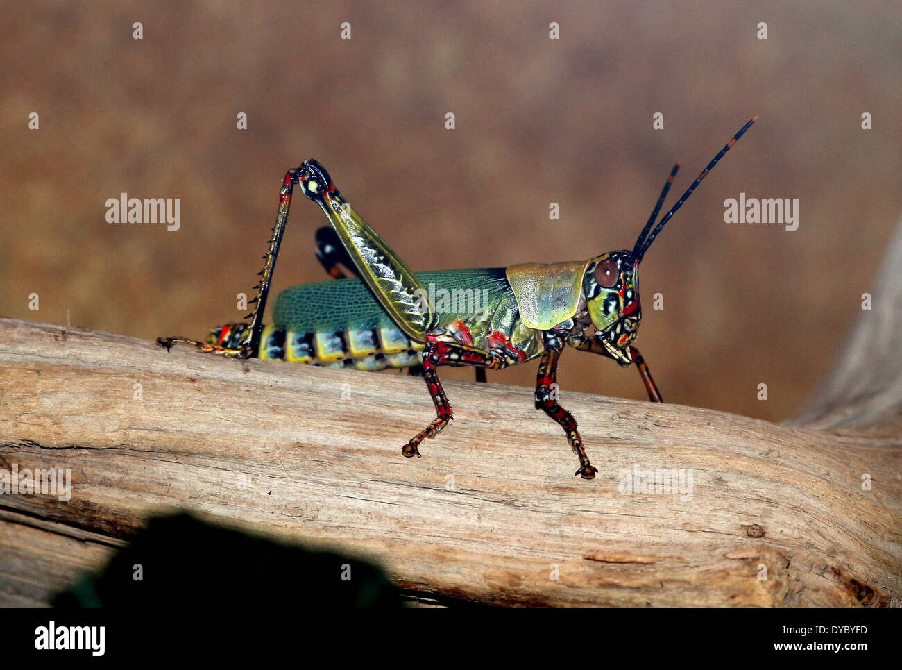 African locust grasshopper hi-res stock photography and images - Alamy
