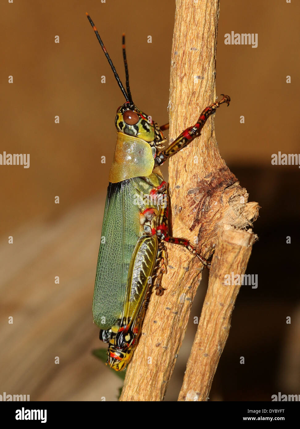 Zonocerus hi-res stock photography and images - Alamy