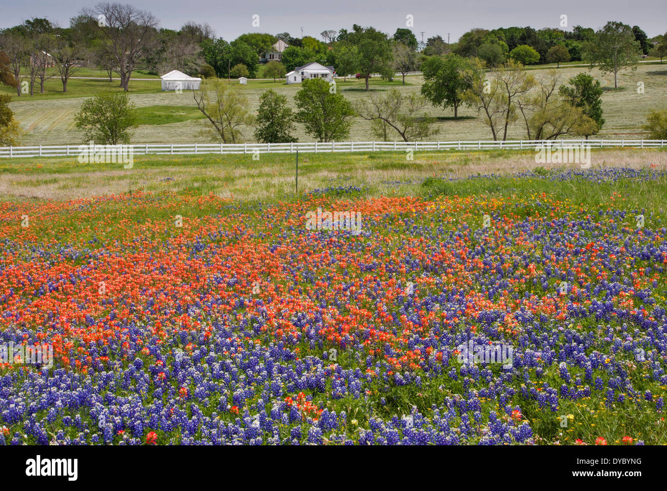 Texas aster hi-res stock photography and images - Alamy