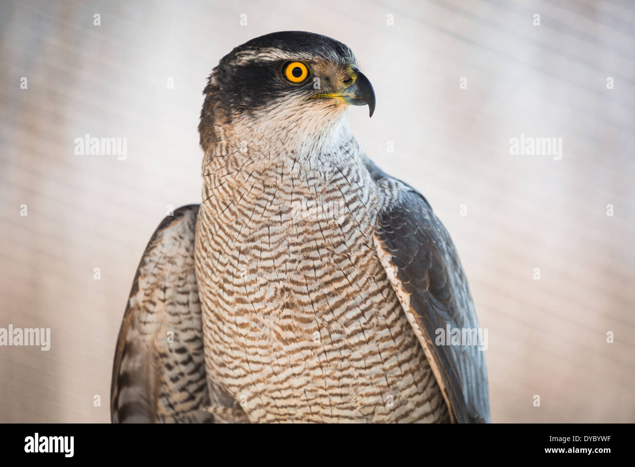 Brown hawk looking into the distance in zoo Stock Photo - Alamy
